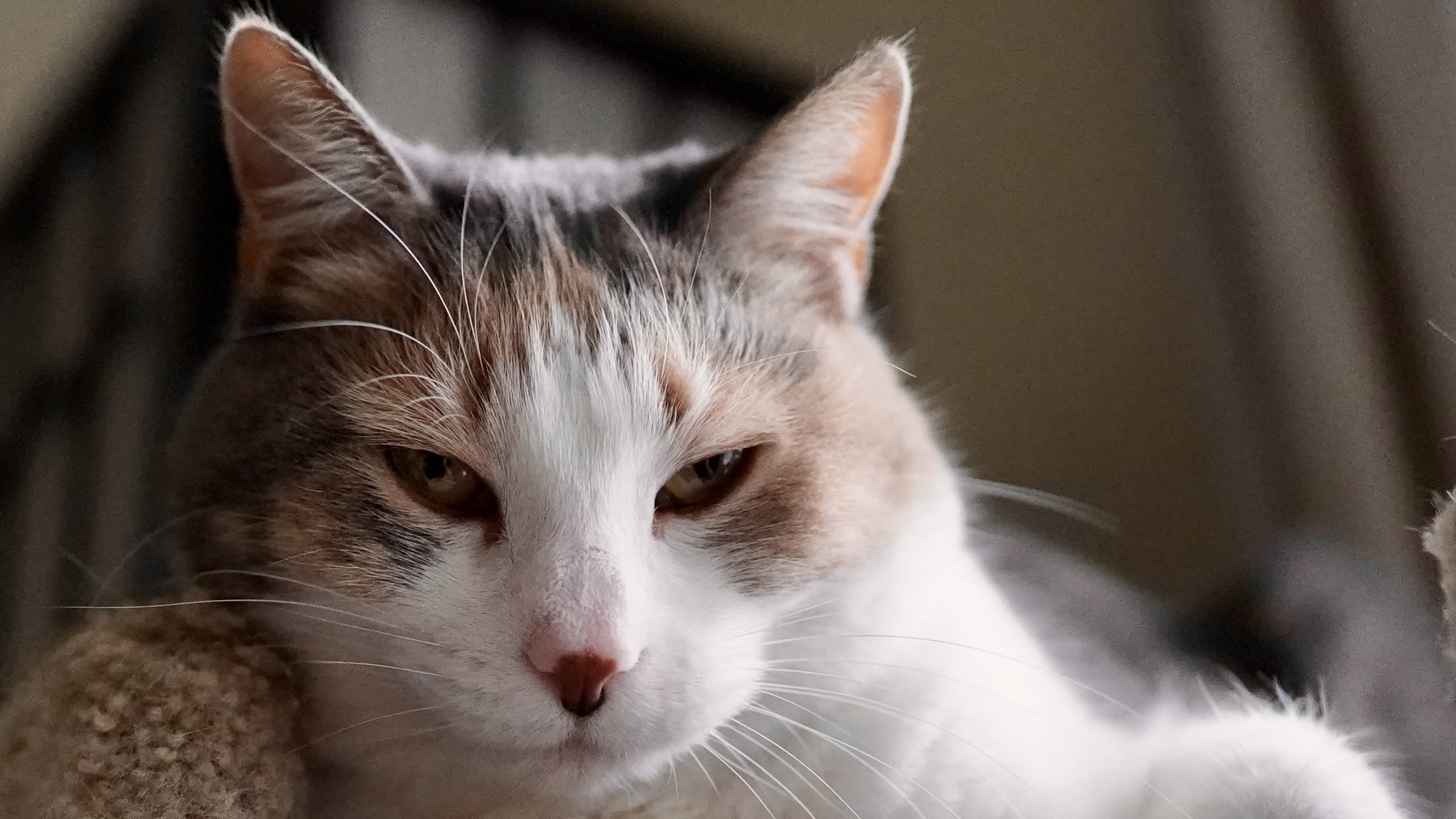 Pet Profiles - Adam Ramli Photography