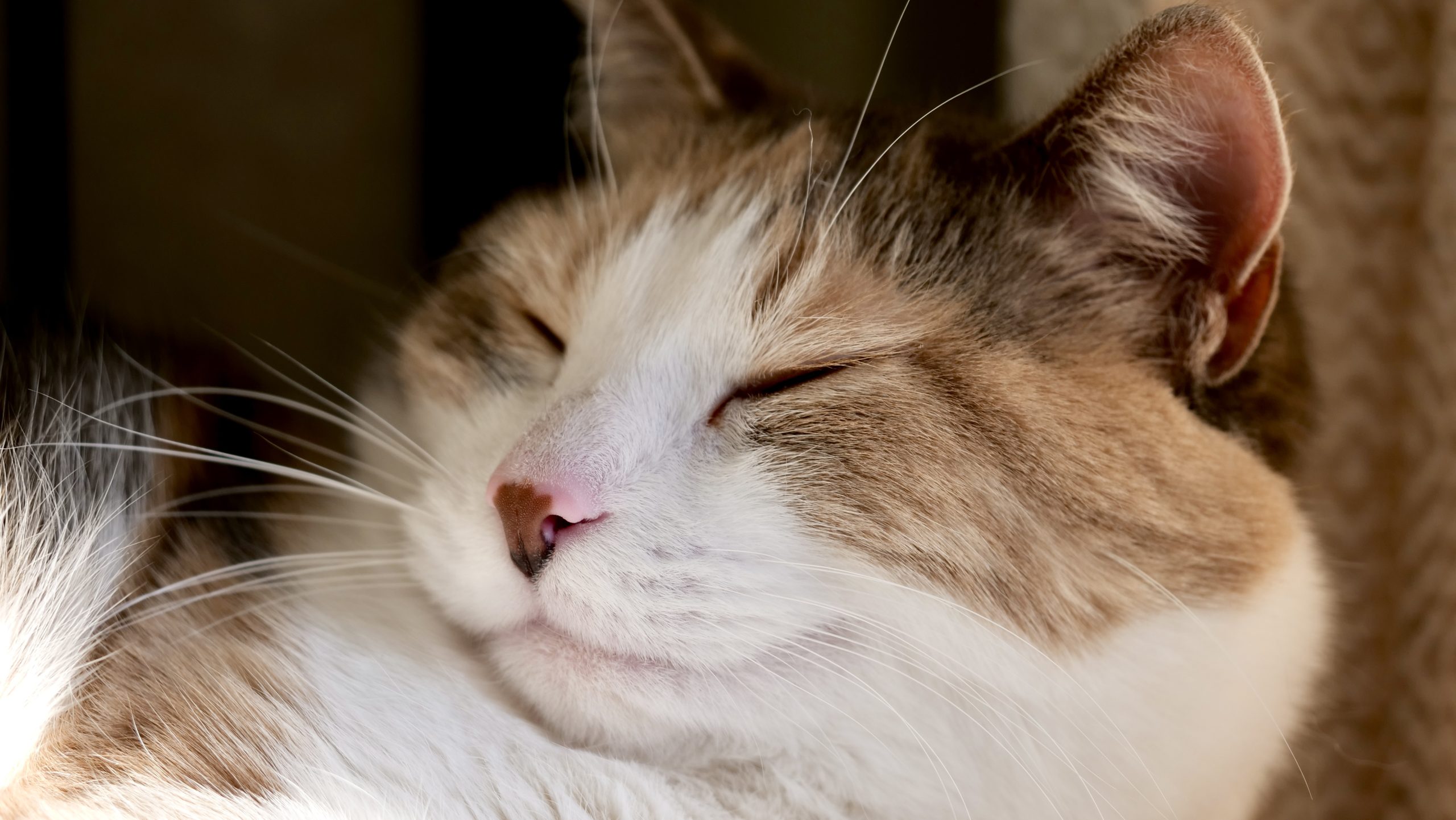 Pet Profiles - Adam Ramli Photography