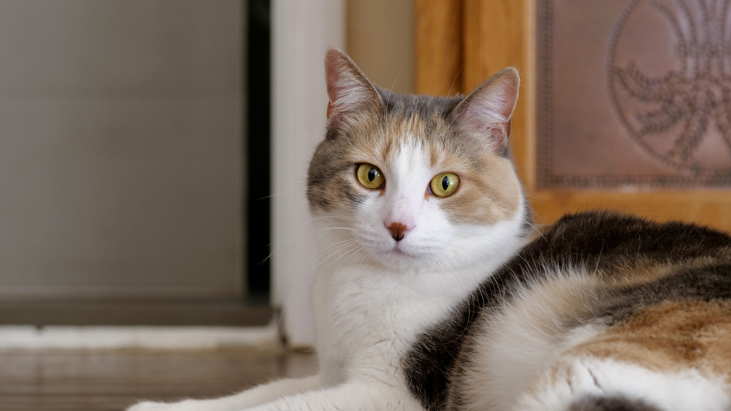 Pet Profiles - Adam Ramli Photography